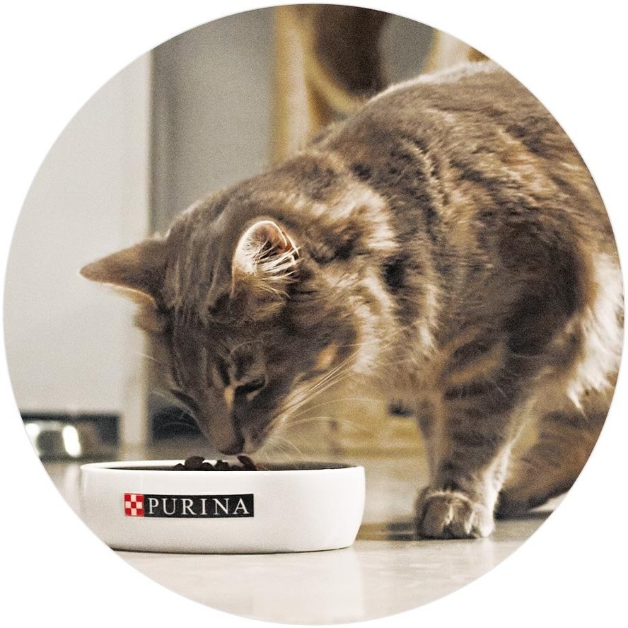 Purina - Free shipping | Chewy Canada