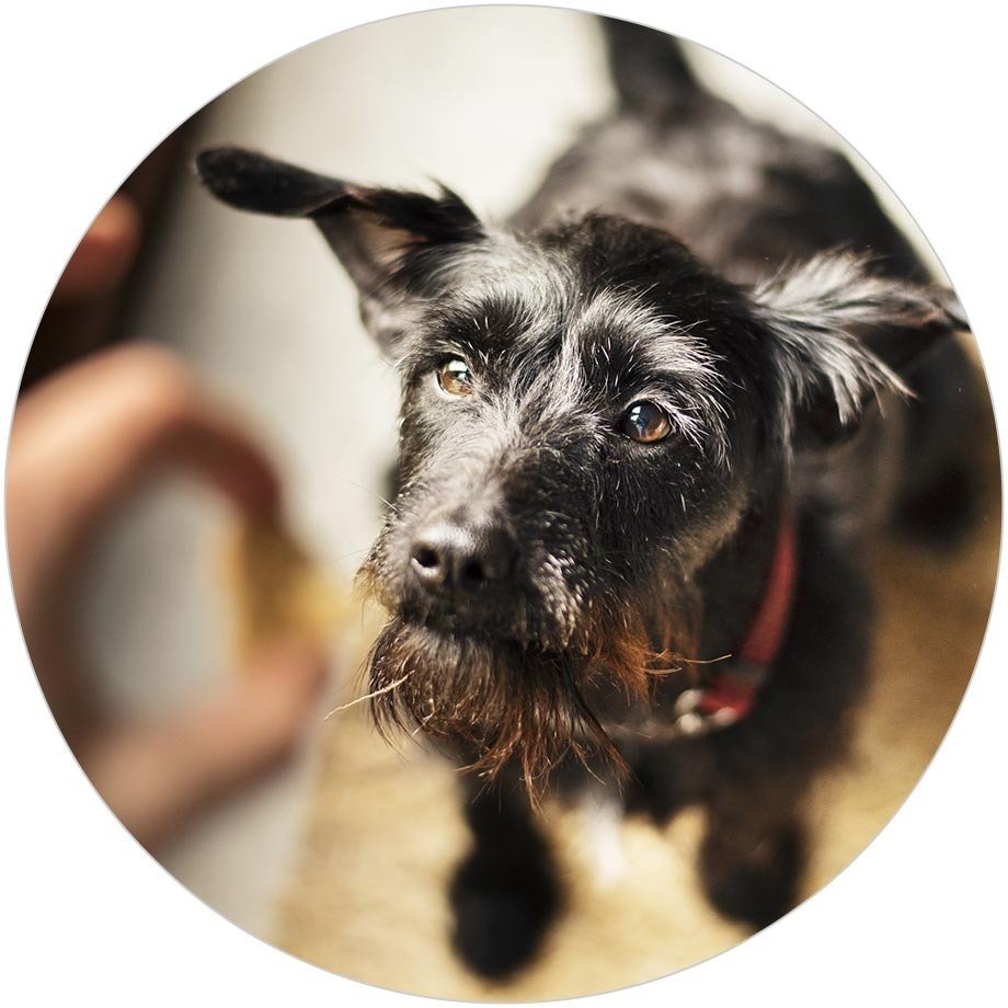 Purina - Free shipping | Chewy Canada