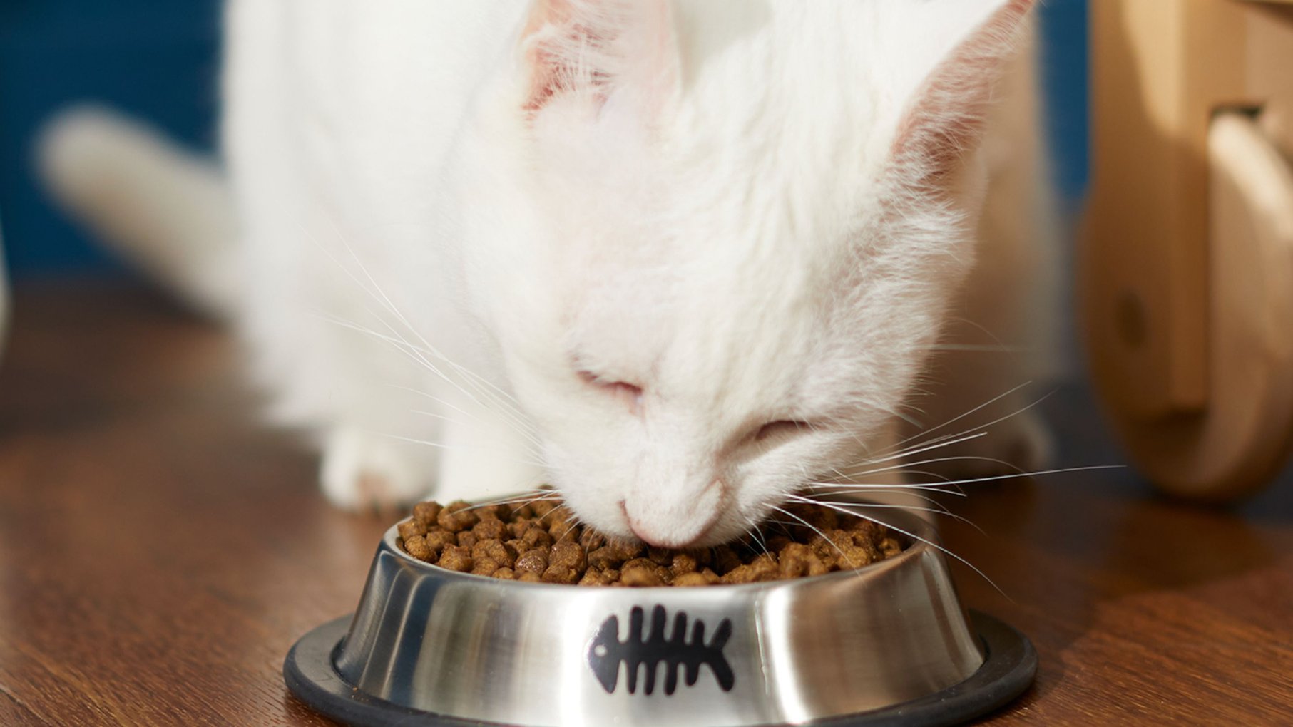 Cat Food (Free shipping) | Chewy Canada