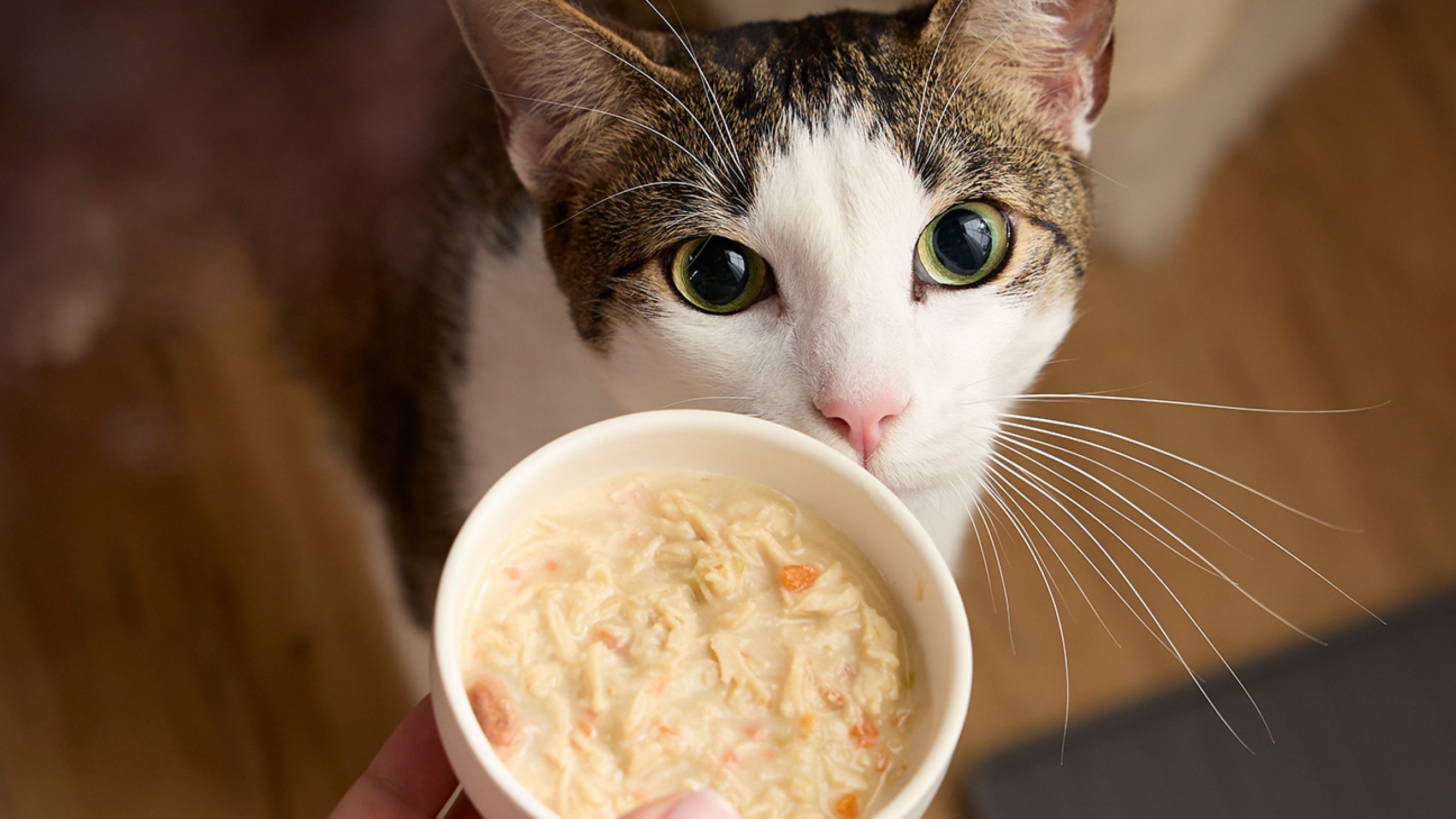 Cat Food (Free shipping) | Chewy Canada