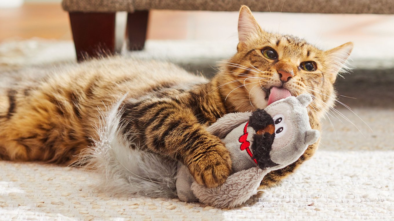 About Us | Chewy Canada