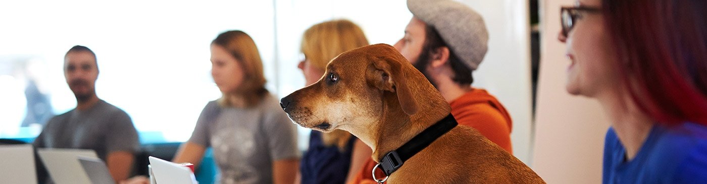 Our Team | Chewy Canada