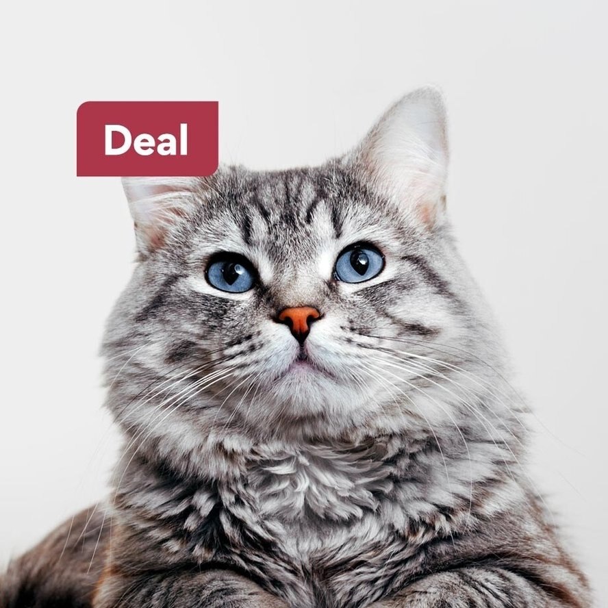 Today's Deals: Chewy Canada Promo Codes, Discounts & Coupons | Chewy Canada