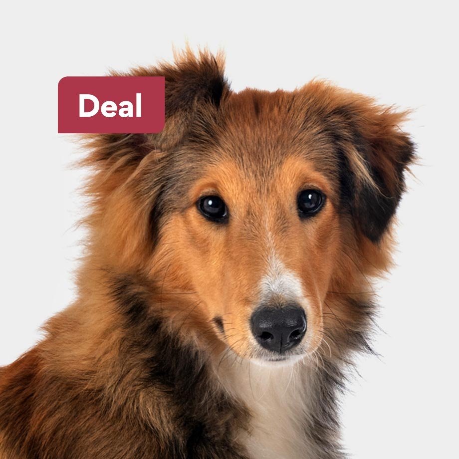 Today's Deals: Chewy Canada Promo Codes, Discounts & Coupons | Chewy Canada