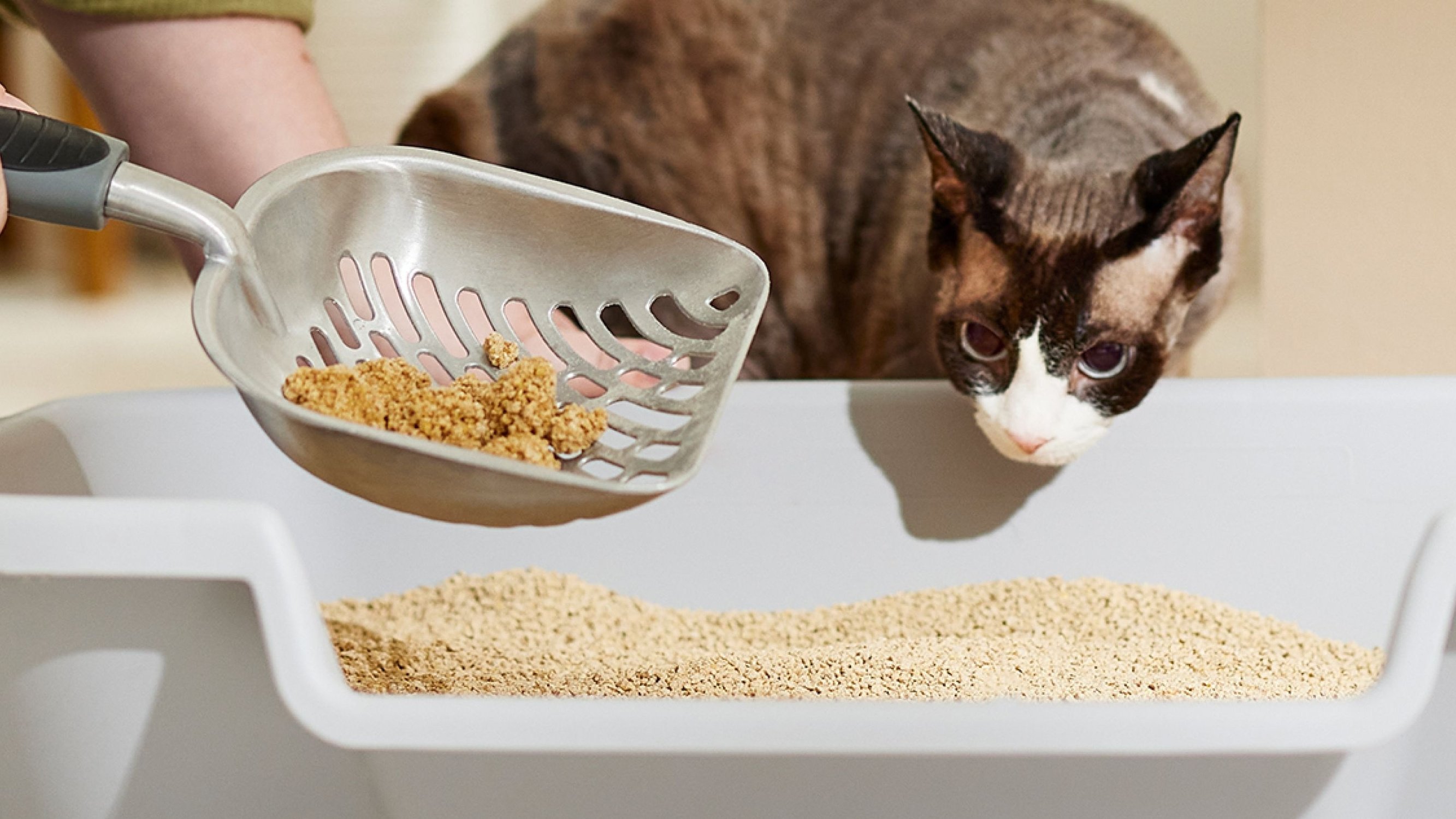 Cat Litter - Free shipping | Chewy Canada
