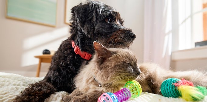 FRISCO Spring Action Foldable Scooper, X-Large - Chewy.com | Chewy Canada