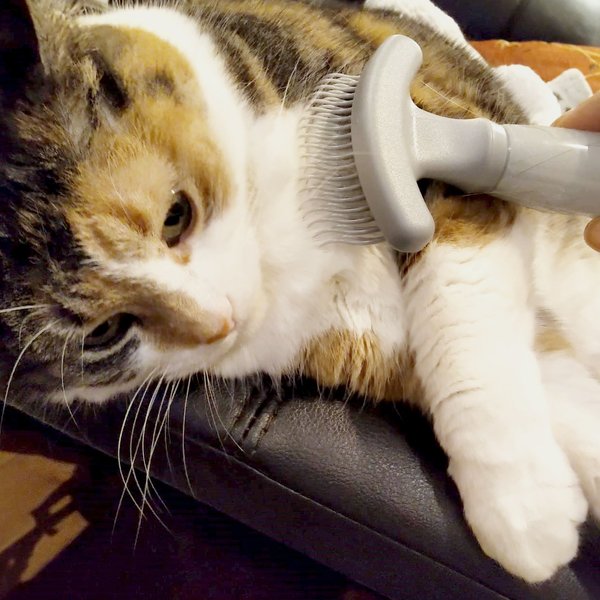 WAHL Extreme Cat De-Shedding Rake - Chewy.com | Chewy Canada