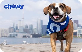 CHEWY CANADA eGift Card, Toronto Sky, $150 - Chewy.com | Chewy Canada