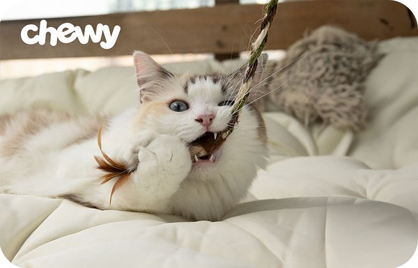 CHEWY CANADA eGift Card, Feisty Feline, $25 - Chewy.com | Chewy Canada