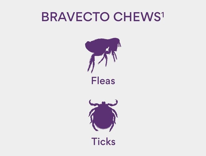 Bravecto - Free shipping | Chewy