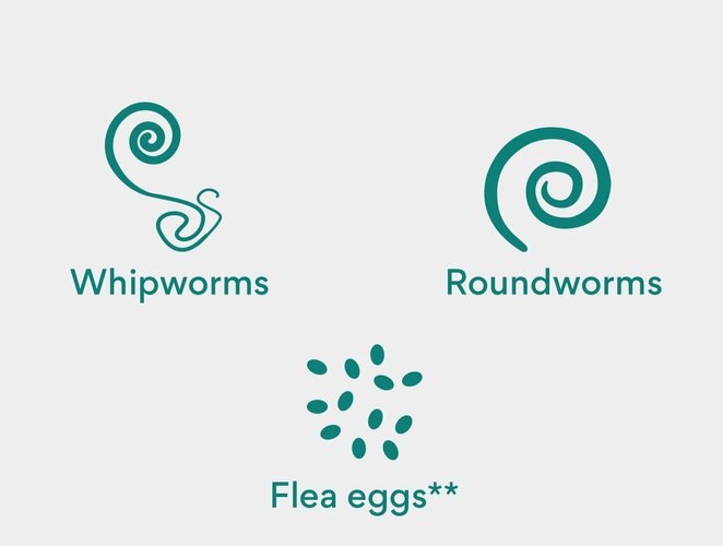 Bravecto - Free shipping | Chewy