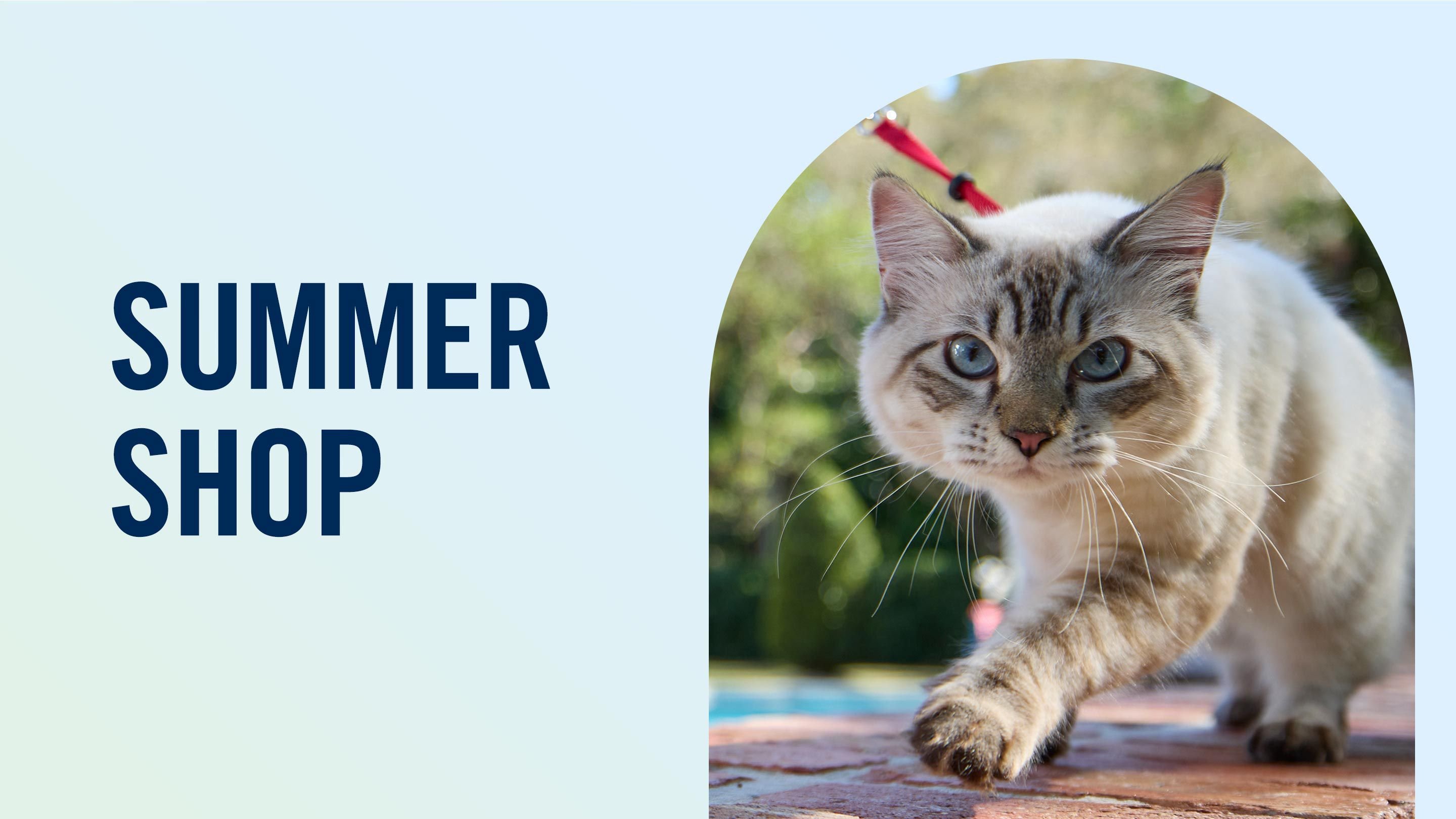 Cat Supplies: Cat Accessories & Products (Free Shipping) | Chewy