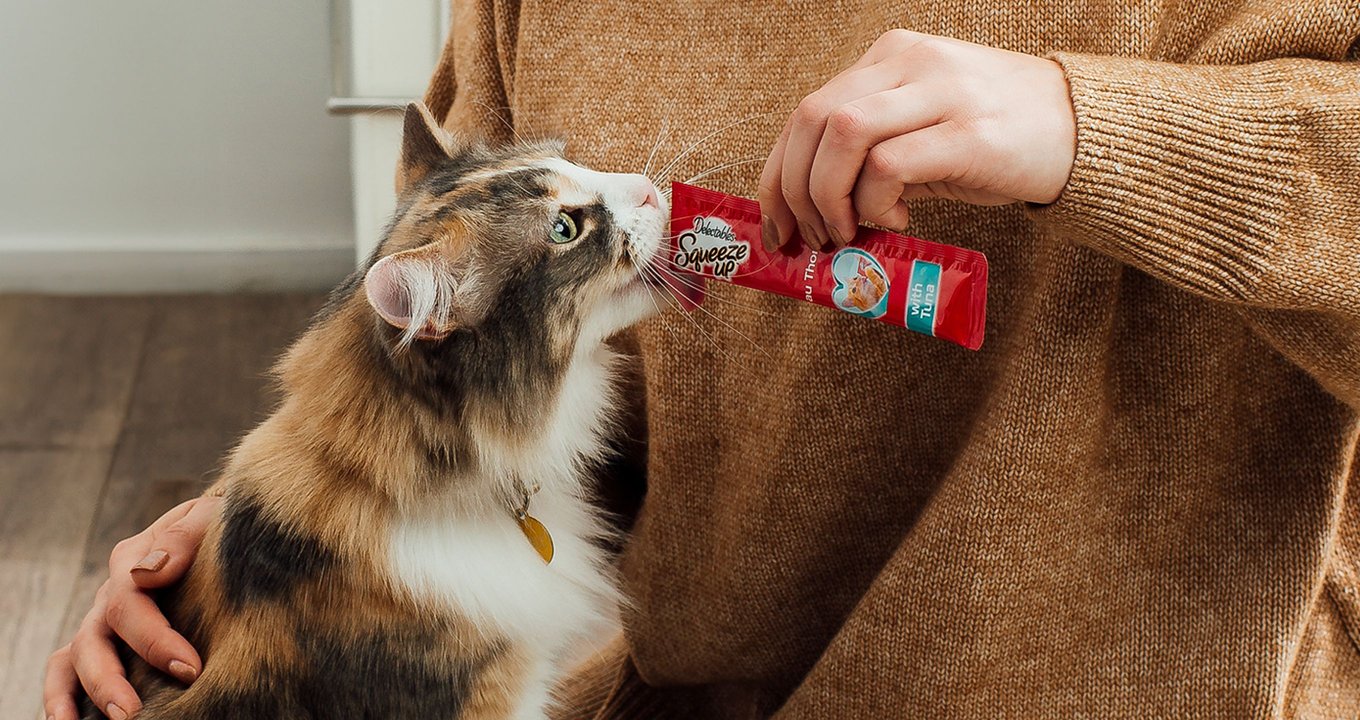 Best Cat Treats & Snacks: Soft & Crunchy Treats (Free Shipping) | Chewy