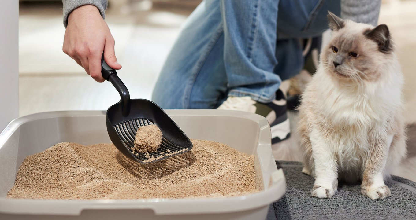 Cat Litter: Best Kitty Litter & Reviews, Low Prices (Free Shipping) | Chewy