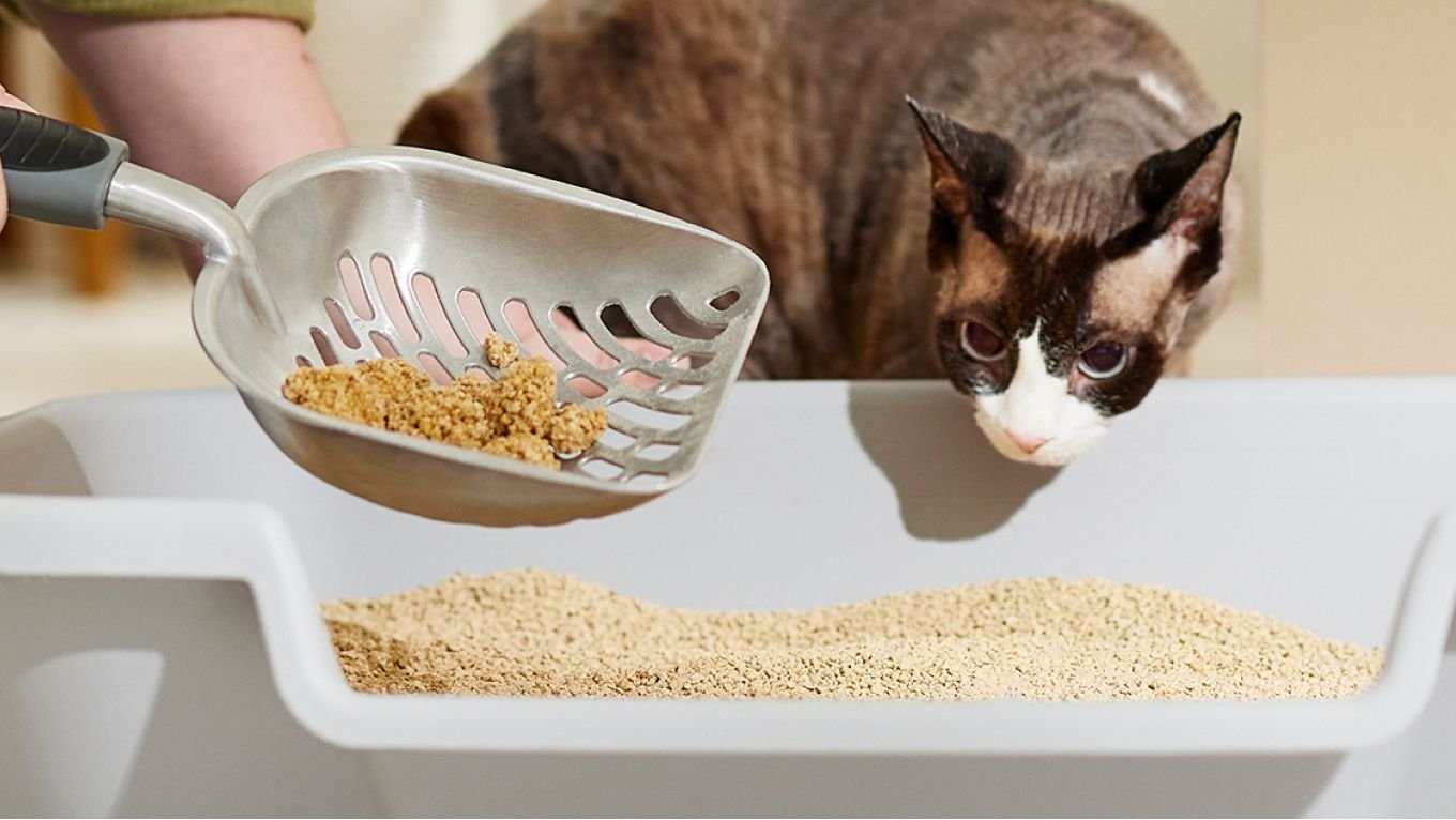 Cat Litter: Best Kitty Litter & Reviews, Low Prices (Free Shipping) | Chewy