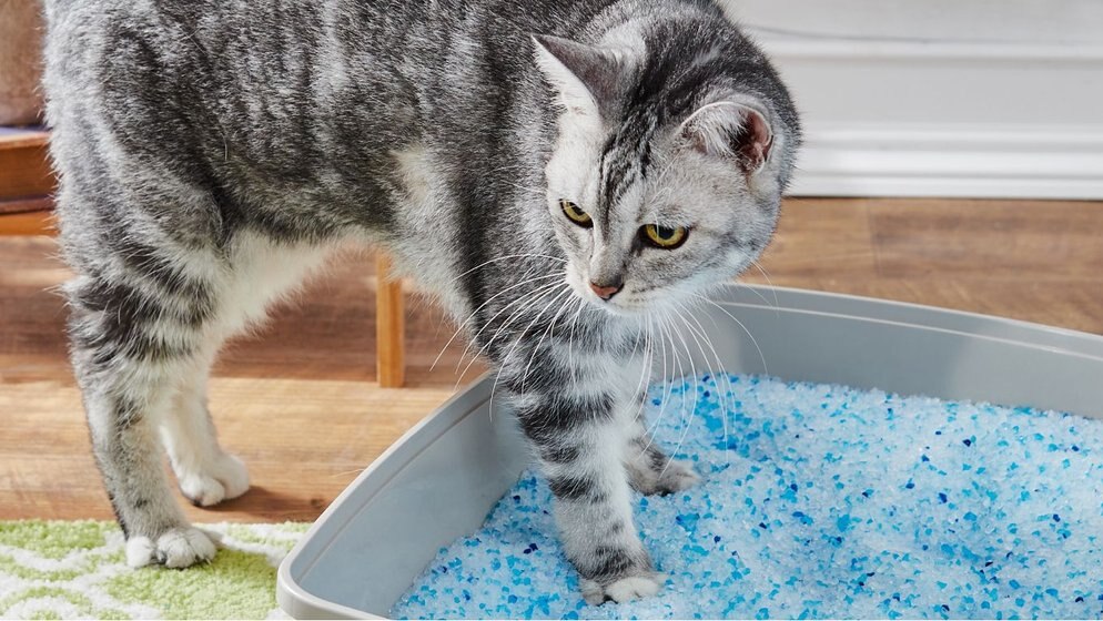 Cat Litter: Best Kitty Litter & Reviews, Low Prices (Free Shipping) | Chewy