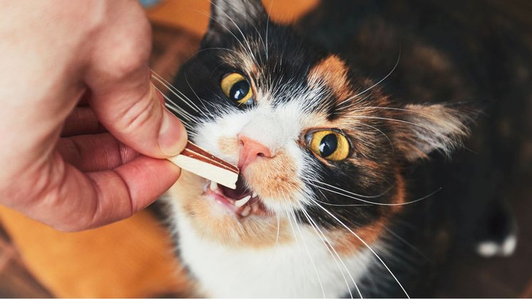Best Cat Treats & Snacks: Soft & Crunchy Treats (Free Shipping) | Chewy