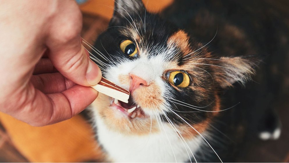 Best Cat Treats & Snacks: Soft & Crunchy Treats (Free Shipping) | Chewy