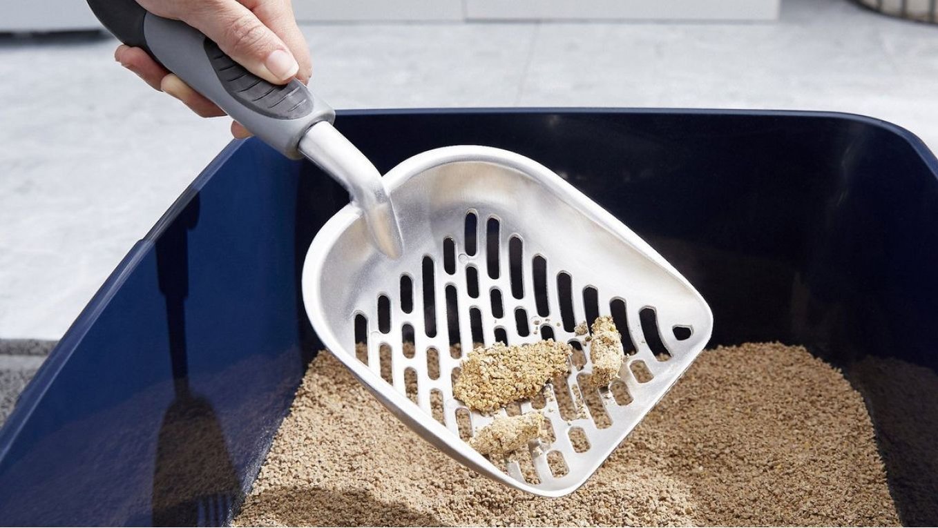Cat Litter Box & Accessories: Low Prices (Free Shipping) | Chewy