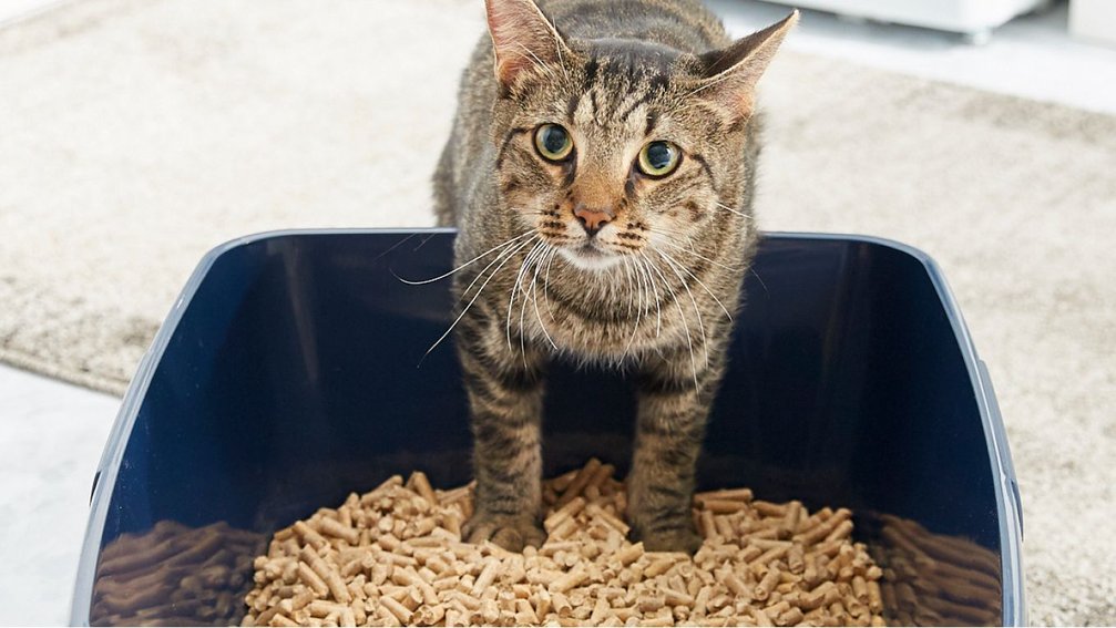 Cat Litter: Best Kitty Litter & Reviews, Low Prices (Free Shipping) | Chewy