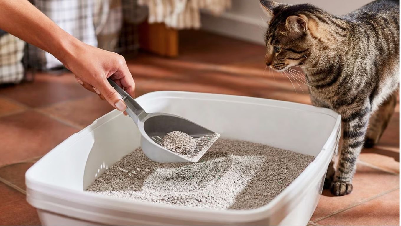 Cat Litter: Best Kitty Litter & Reviews, Low Prices (Free Shipping) | Chewy