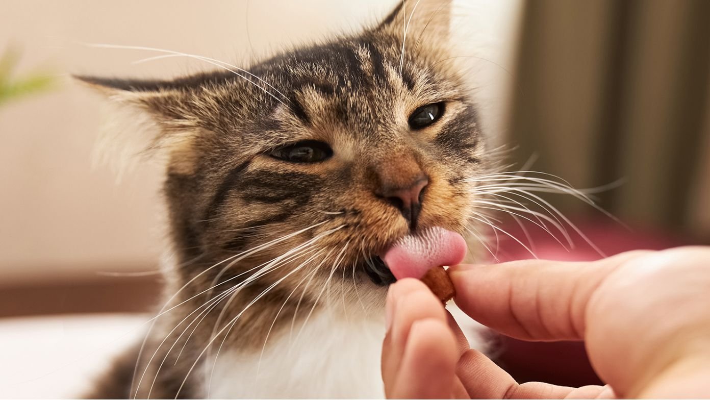 Best Cat Treats & Snacks: Soft & Crunchy Treats (Free Shipping) | Chewy