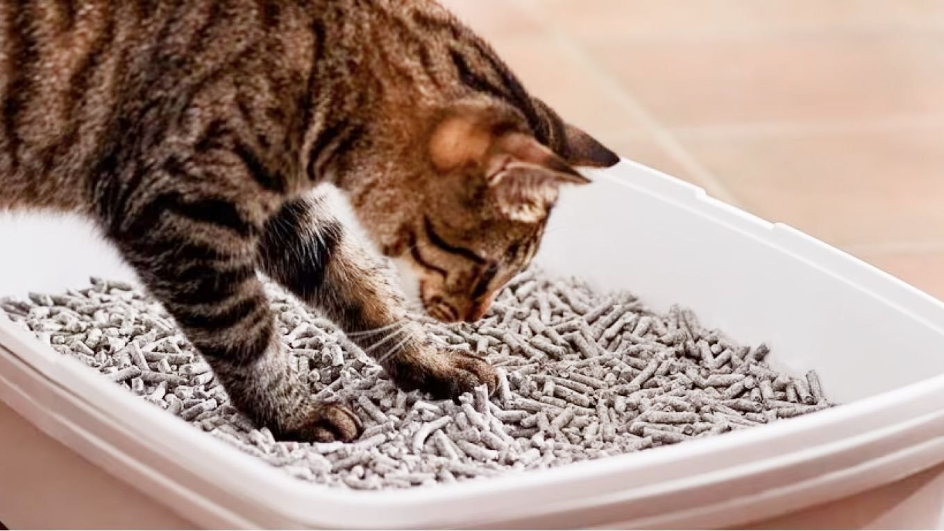 Cat Litter: Best Kitty Litter & Reviews, Low Prices (Free Shipping) | Chewy