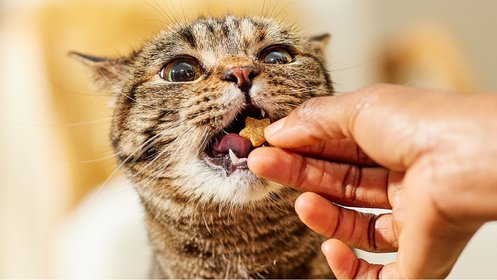 Best Cat Treats & Snacks: Soft & Crunchy Treats (Free Shipping) | Chewy