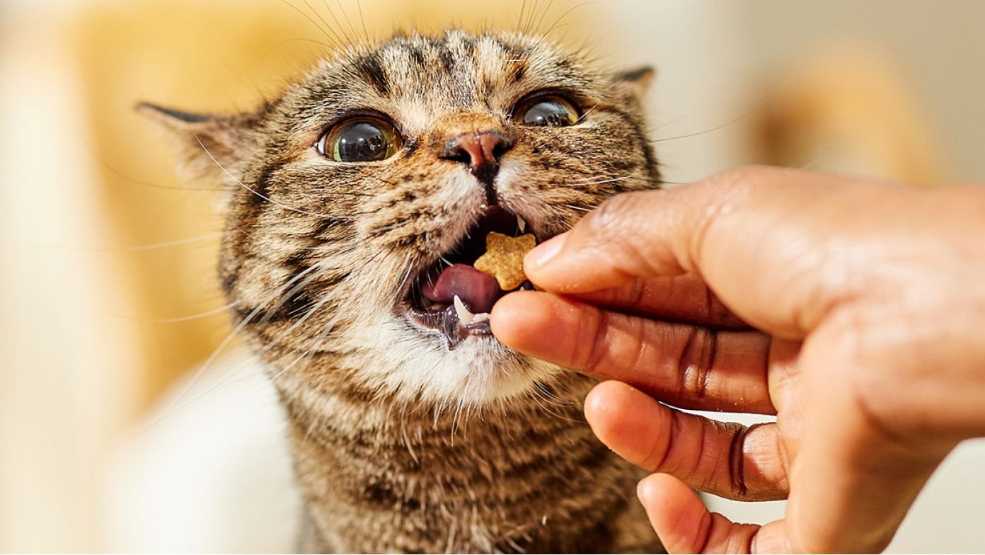 Best Cat Treats & Snacks: Soft & Crunchy Treats (Free Shipping) | Chewy