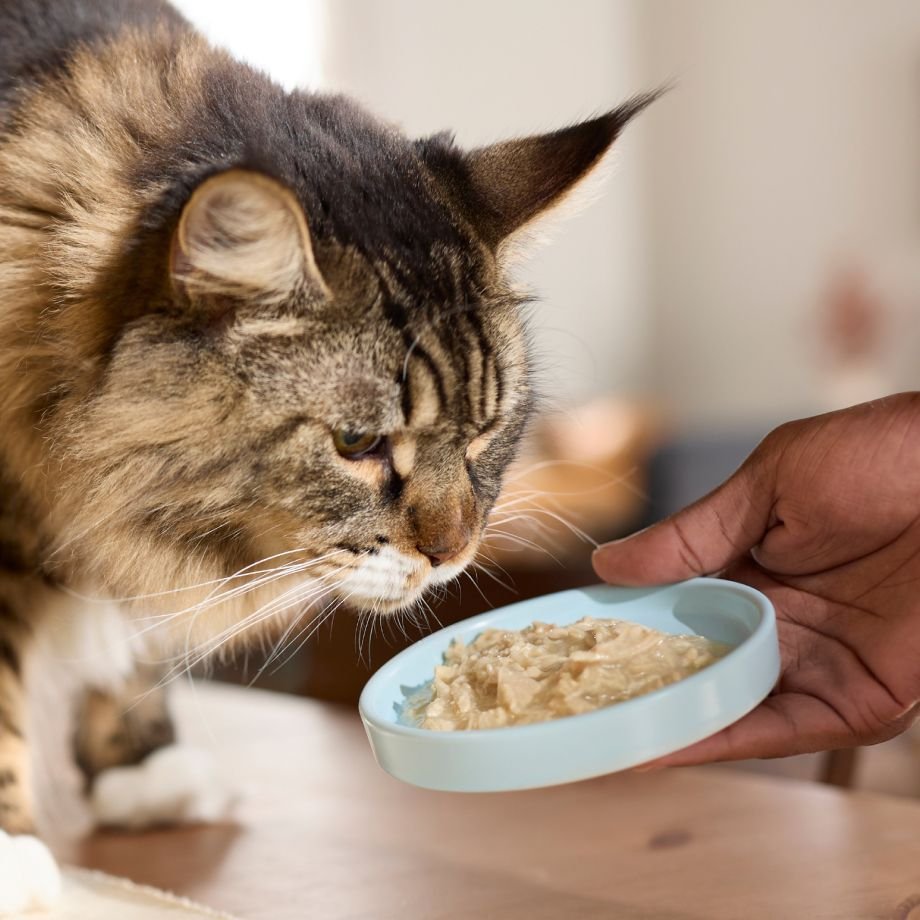 Cat Supplies: Cat Accessories & Products (Free Shipping) | Chewy