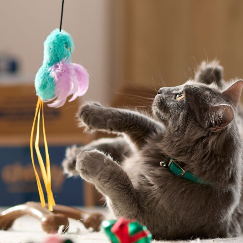Cat Supplies: Cat Accessories & Products (Free Shipping) | Chewy