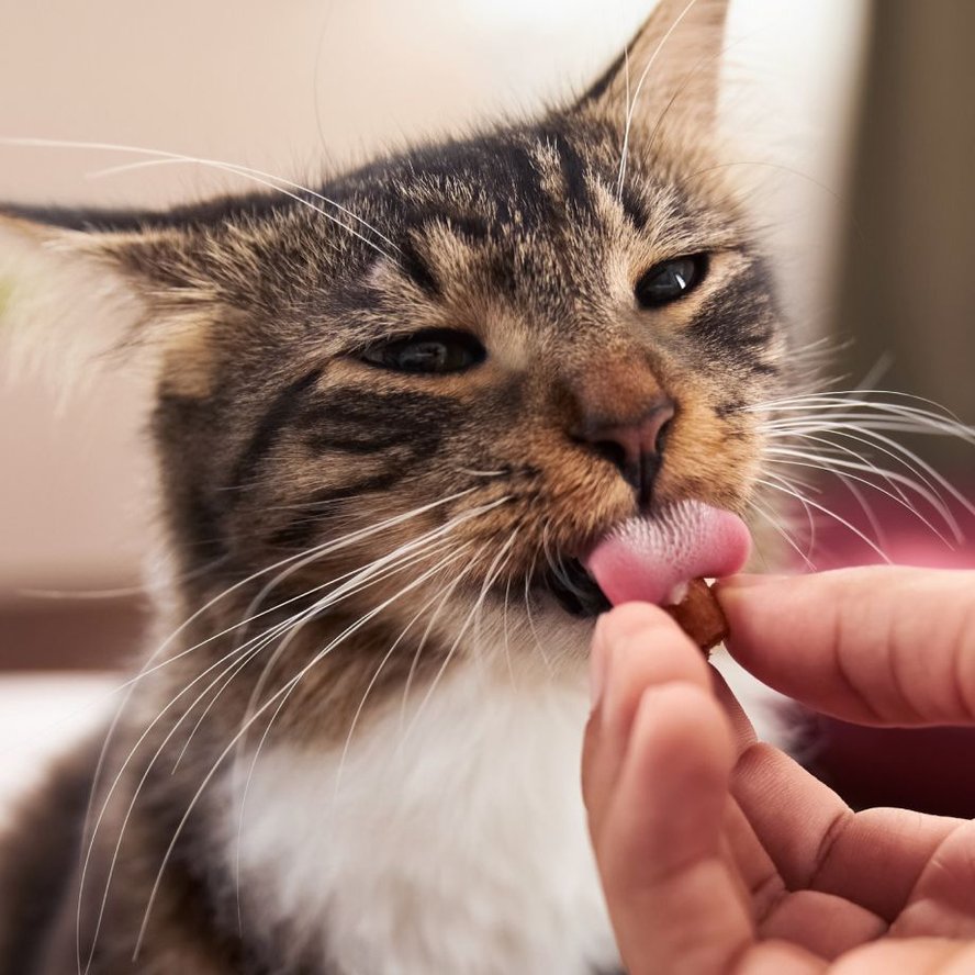 Cat Supplies: Cat Accessories & Products (Free Shipping) | Chewy