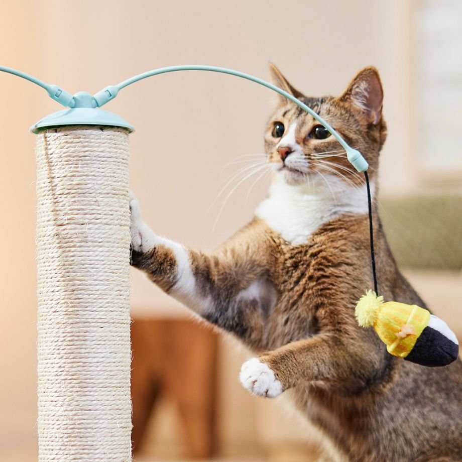 Cat Supplies: Cat Accessories & Products (Free Shipping) | Chewy