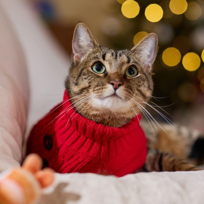 Pet Food, Products, Supplies at Low Prices - Free Shipping | Chewy.com