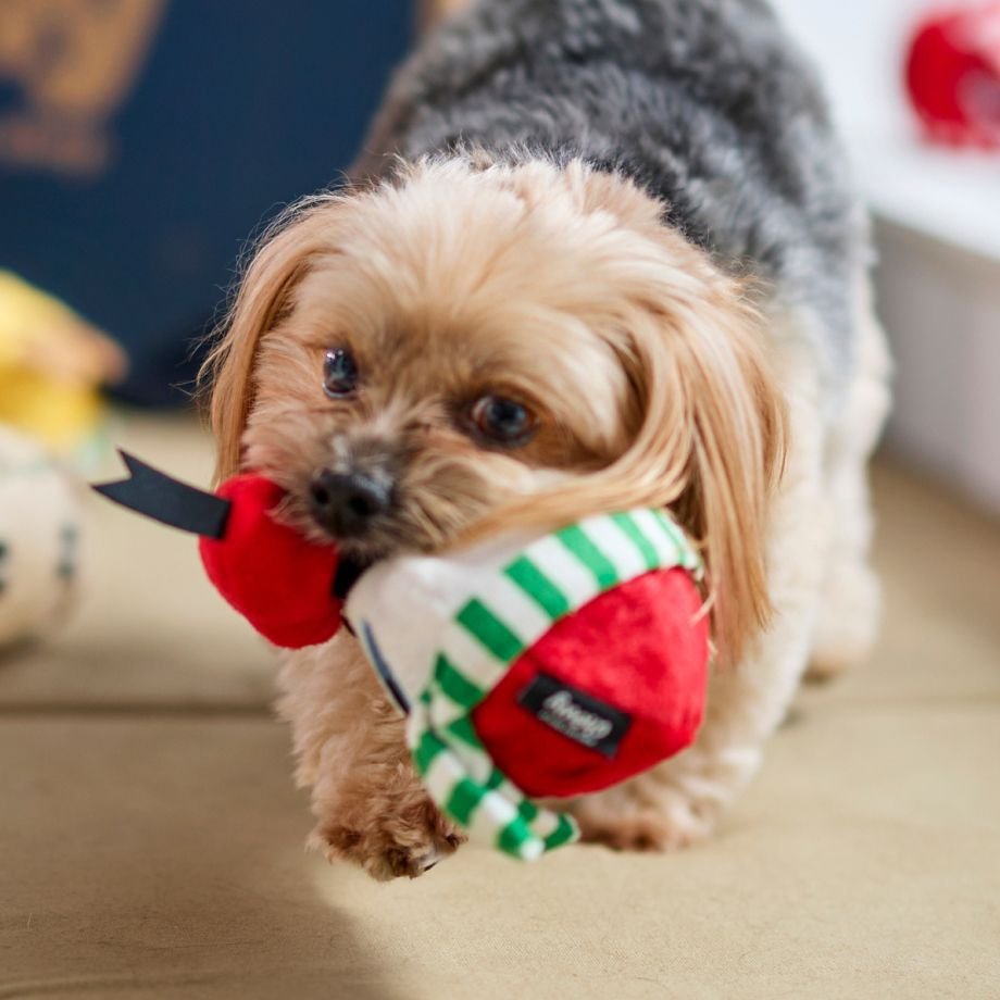 Dog Supplies: Best Dog & Puppy Products (Free Shipping) | Chewy