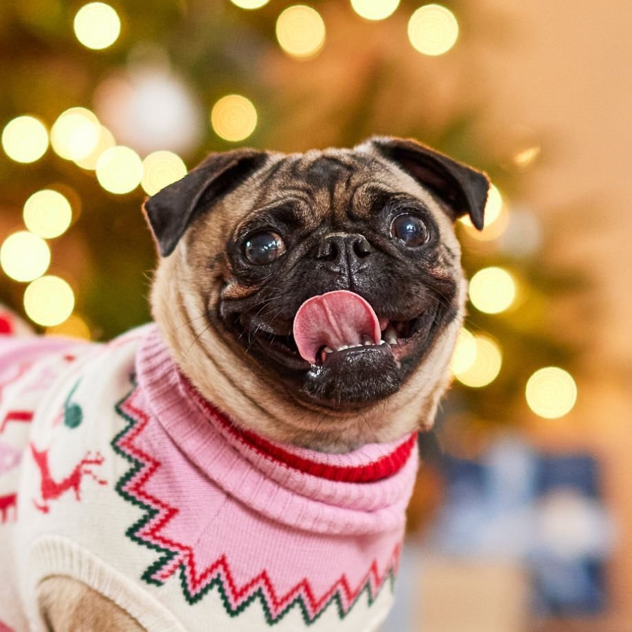 Pet Food, Products, Supplies at Low Prices - Free Shipping | Chewy.com