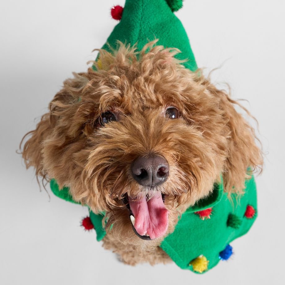 Pet Food, Products, Supplies at Low Prices - Free Shipping | Chewy.com