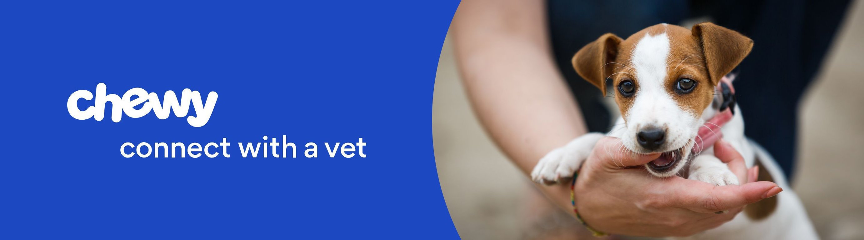 Dog Healthcare: Supplements, Dental & More | Chewy