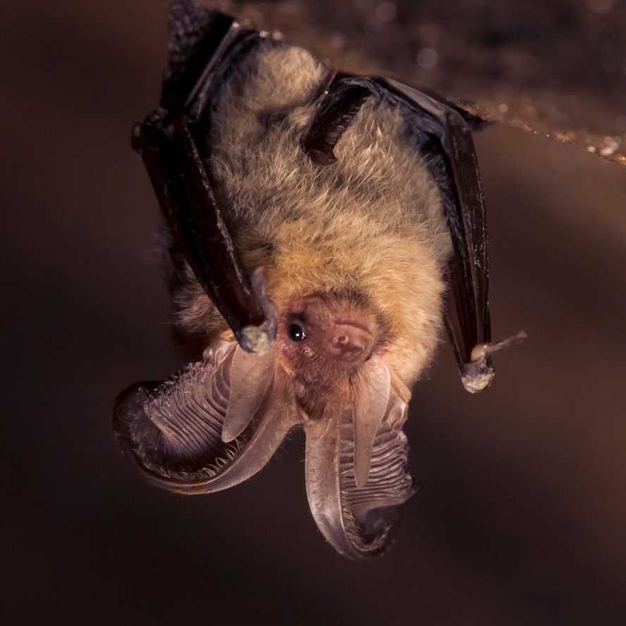 Wildlife Supplies: Birdseed, Beekeeping, Squirrel Food & More - Free ...