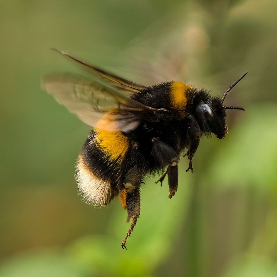 Wildlife Supplies: Birdseed, Beekeeping, Squirrel Food & More - Free ...