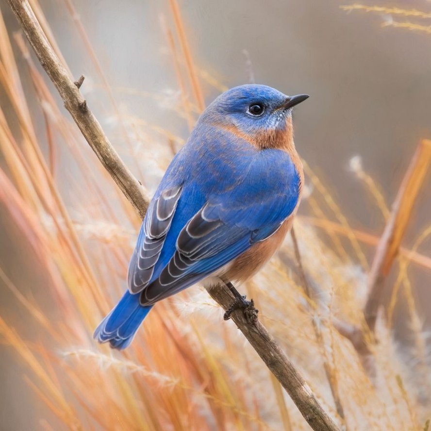 Wildlife Supplies: Birdseed, Beekeeping, Squirrel Food & More - Free ...