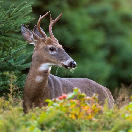 Wildlife Supplies: Birdseed, Beekeeping, Squirrel Food & More - Free ...