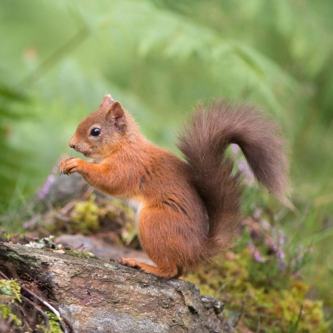 Wildlife Supplies: Birdseed, Beekeeping, Squirrel Food & More - Free ...