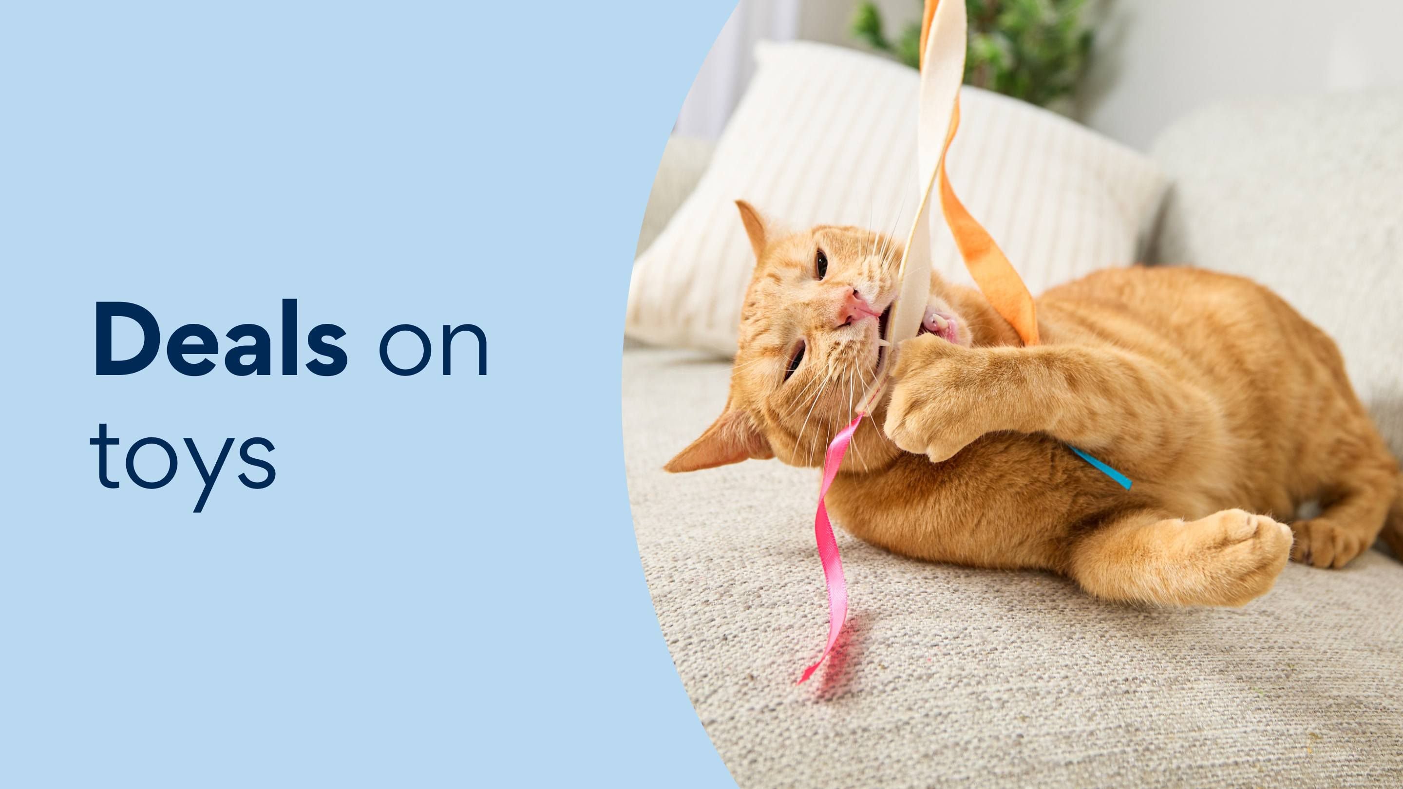 Cat Supplies On Sale: Discount Cat Supplies - Free Shipping | Chewy