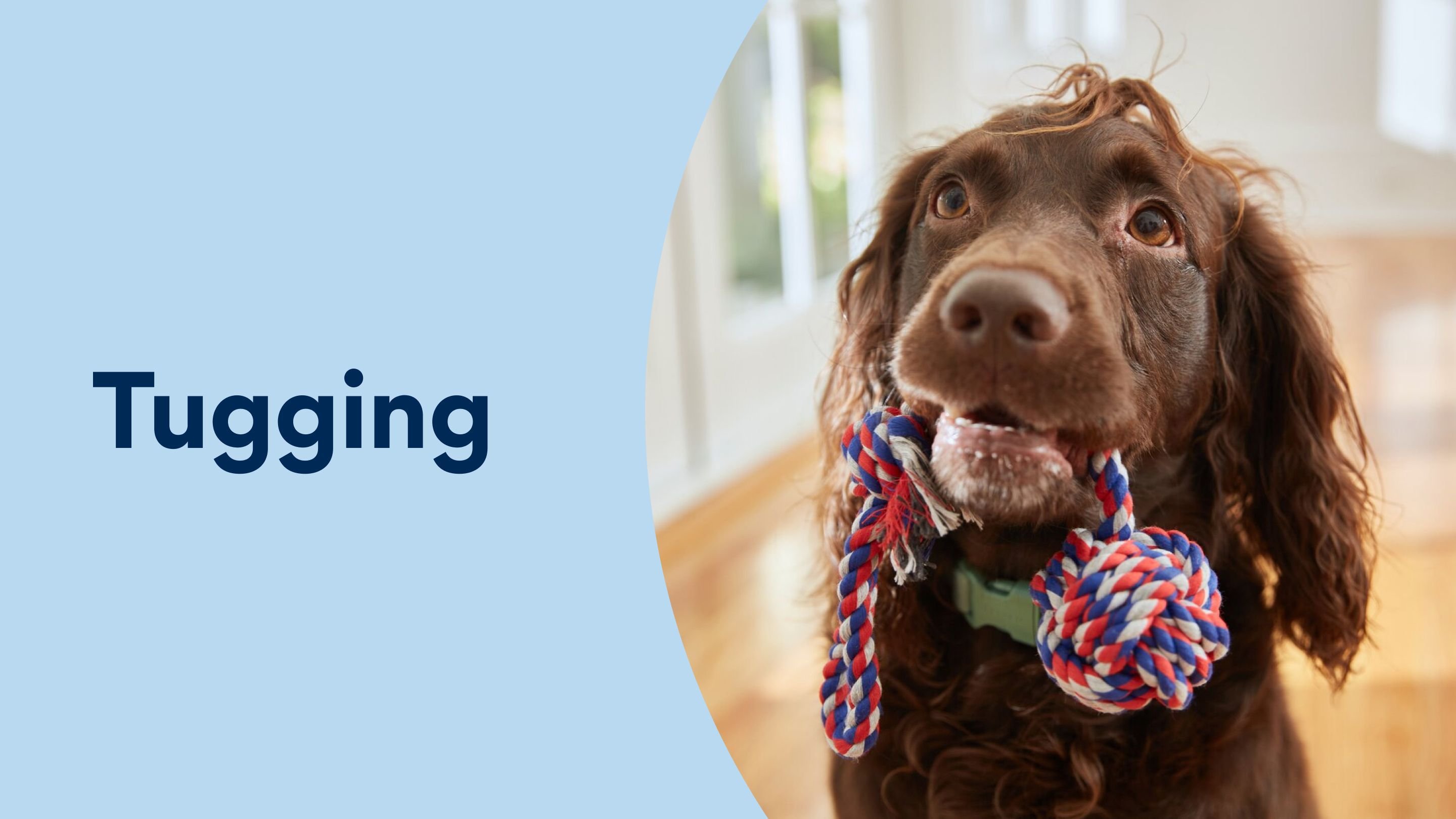 Durable Dog Chew Toys: Low Prices (Free Shipping) | Chewy