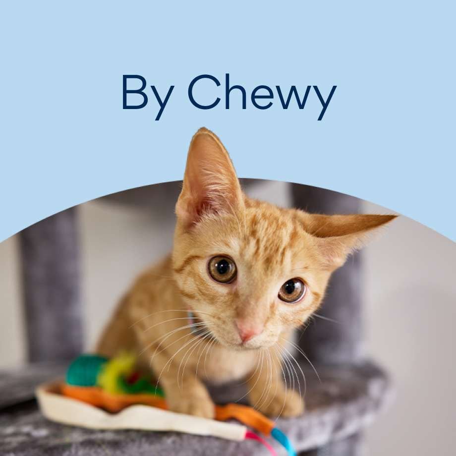 Cat Toys - Page 2 (Free Shipping) | Chewy