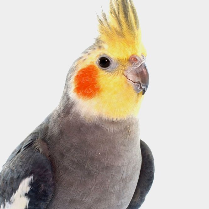 Bird Supplies: Food, Treats, Cages & More (Free Shipping) | Chewy