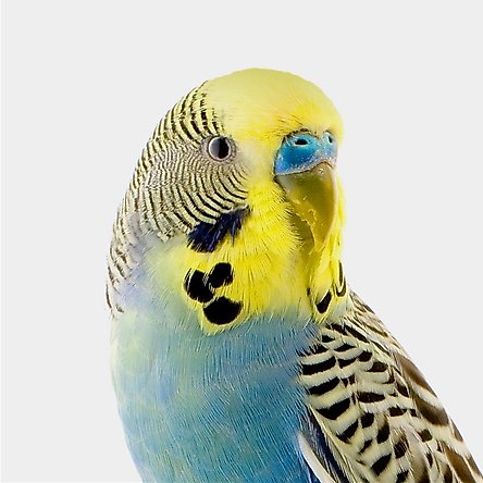 Bird Shop | Chewy