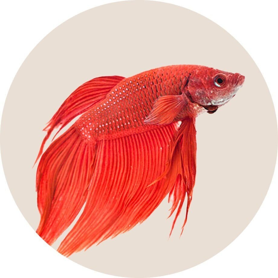 FISH FOOD PELLETS (Free Shipping) | Chewy