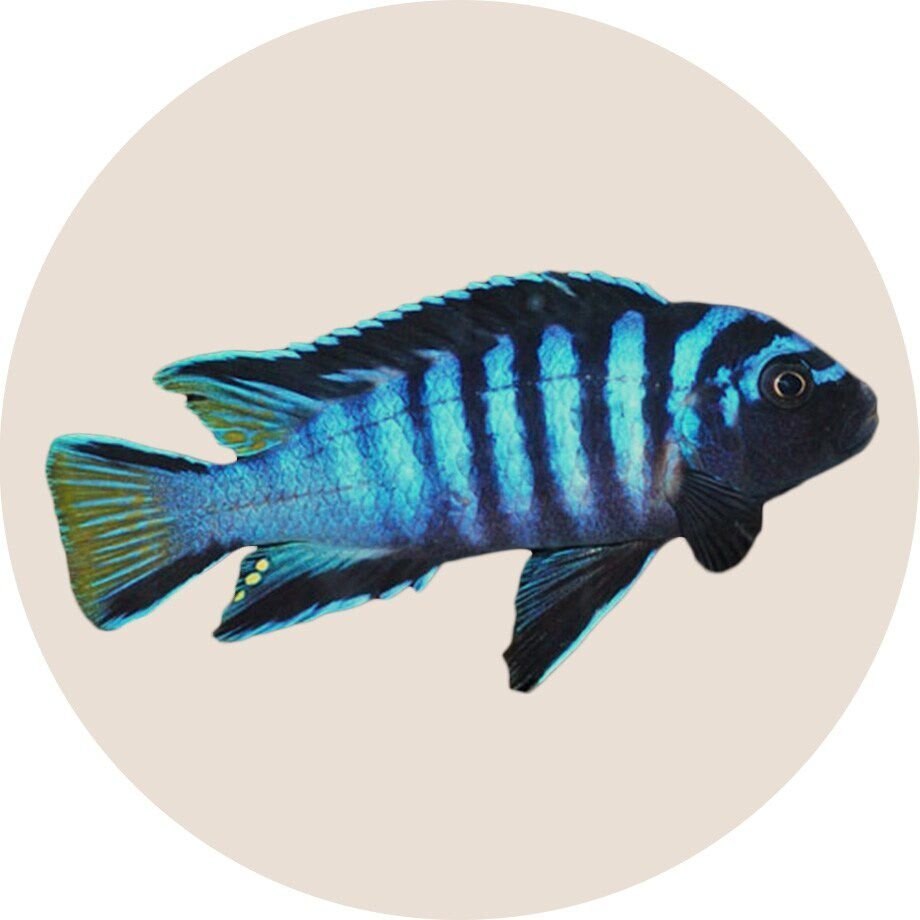 CICHLID FISH FOOD (Free Shipping) | Chewy